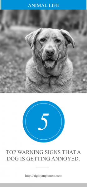 Top 5 Warning Signs that a dog is getting annoyed - Eighty MPH Mom