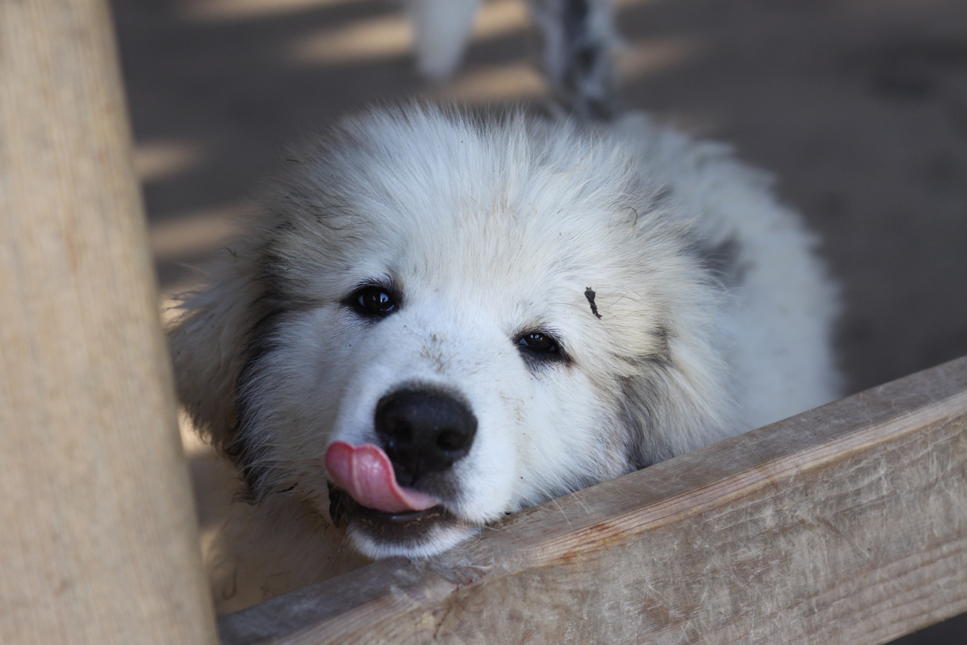 6 Big Dogs Which Are Amazing As Pets - Eighty MPH Mom