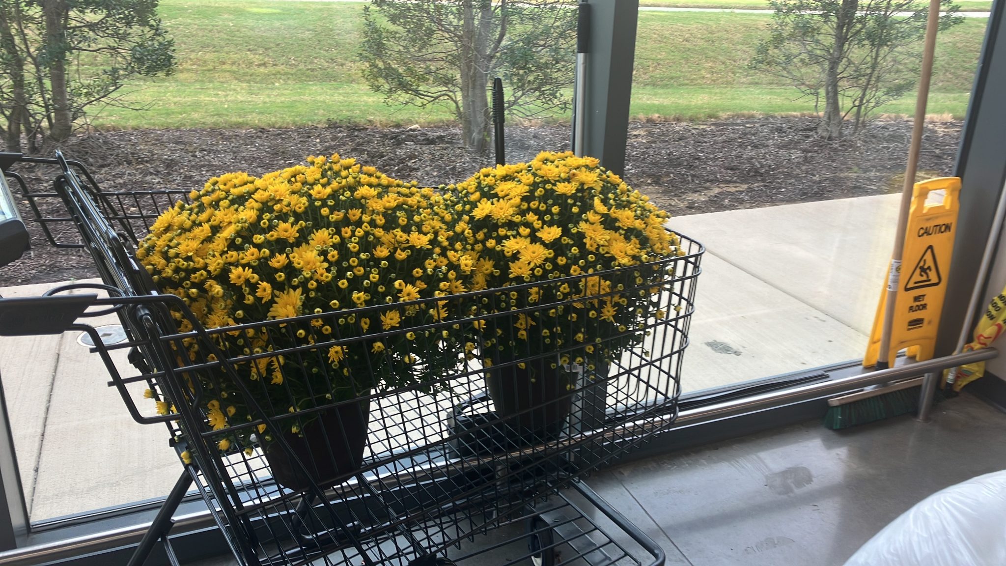 Ultimate Guide to Caring for Fall Mums: Tips for Vibrant Chrysanthemums ...