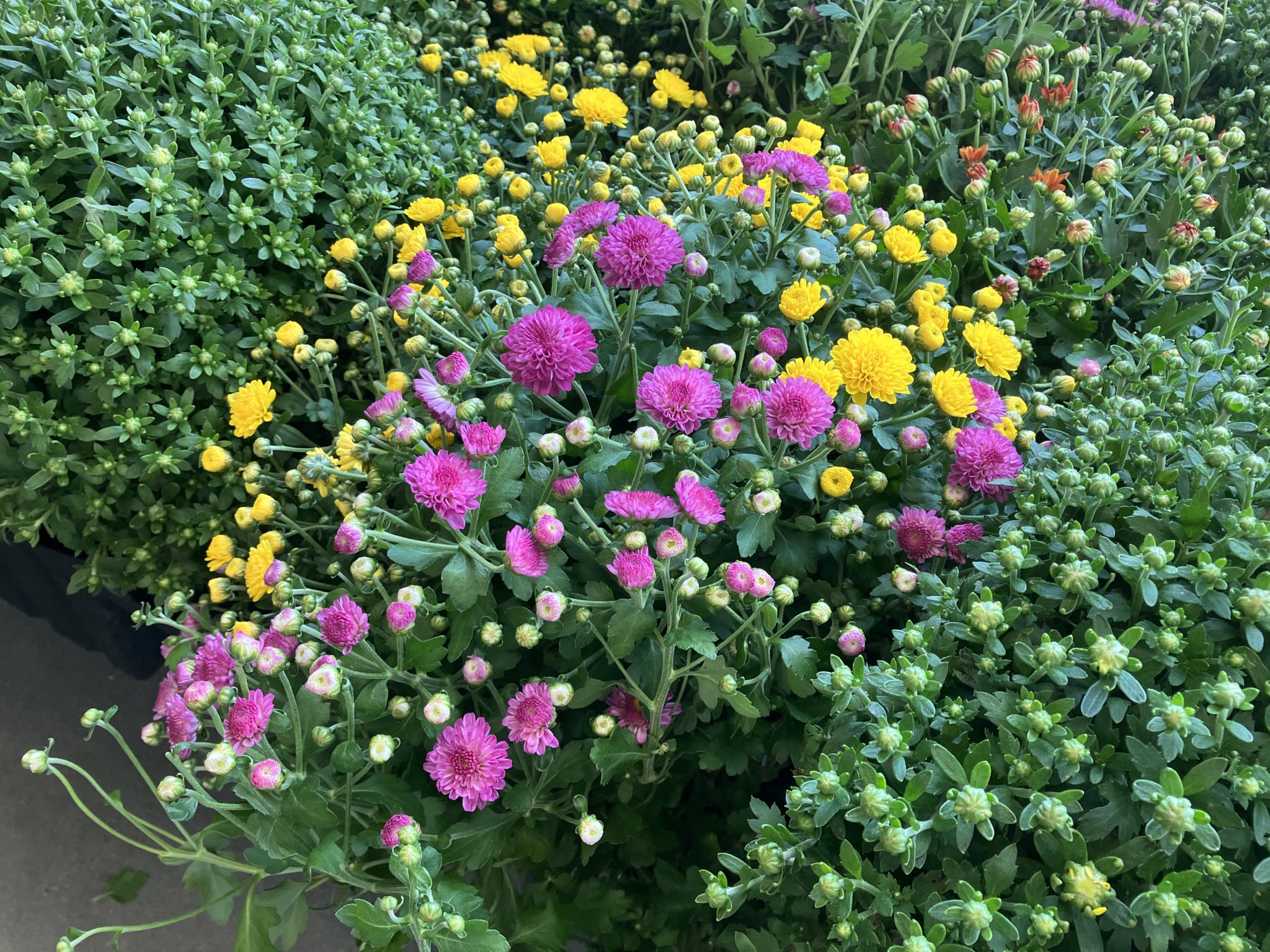 Ultimate Guide to Caring for Fall Mums: Tips for Vibrant Chrysanthemums ...